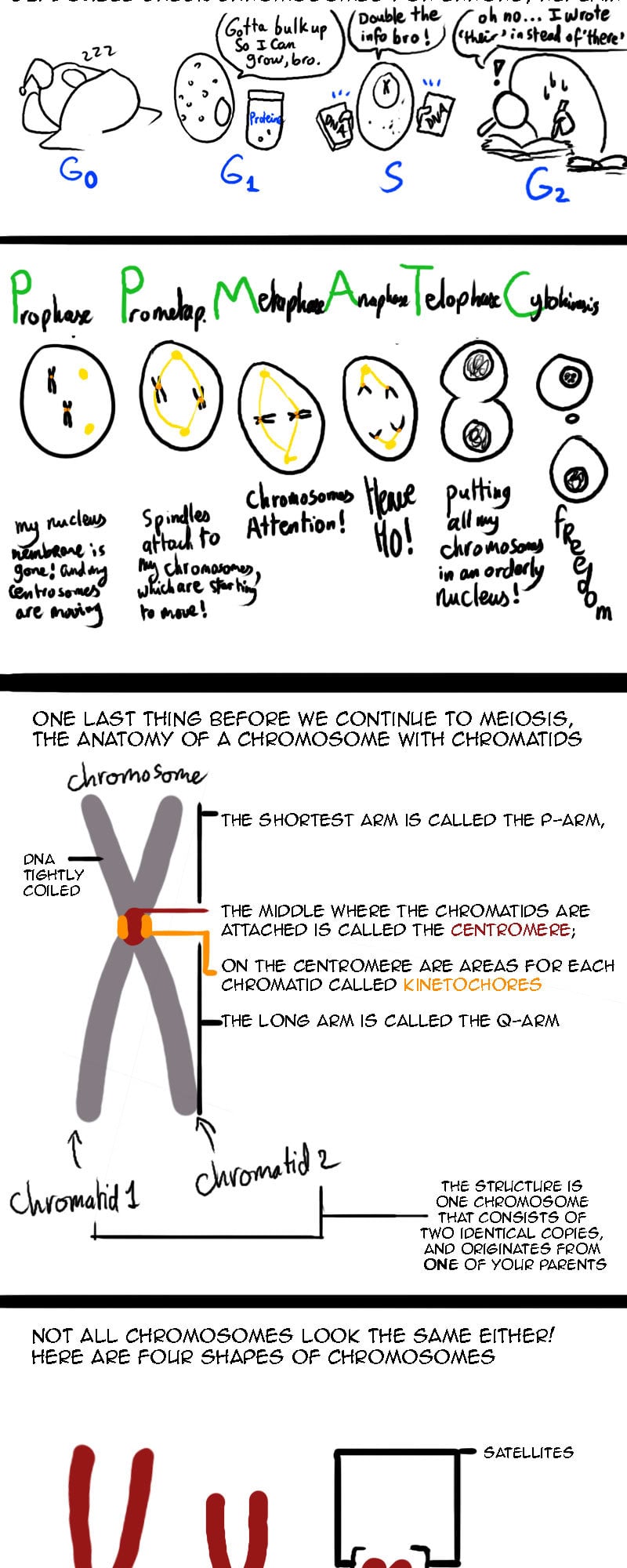 Read Med studies notes :: Human genome and chromosomes 2 | Tapas Comics
